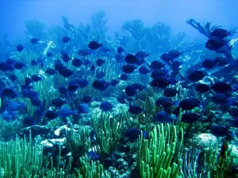 Virgin Islands Coral Reef The University Of The Virgin Islands (UVI)